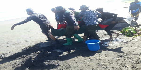 Penyelamatan Lumba-Lumba, Mendatangkan Tim Dolphin Project Singaraja ...