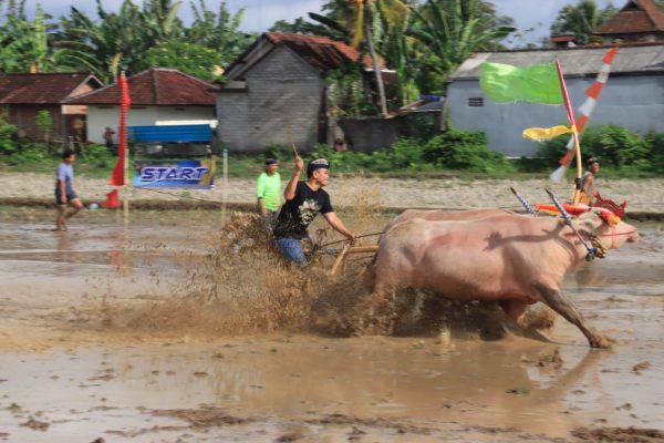 Makepung Lampit, Warisan Budaya Jembrana yang Harus Dilestarikan – Pers ...